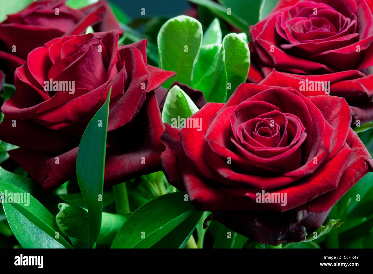 bunch of red roses close up macro shot Stock Photo - Alamy
