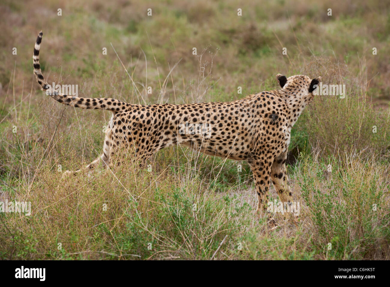 male Cheetah, Acinonyx jubatus, Serengeti, Tanzania, Africa Stock Photo ...