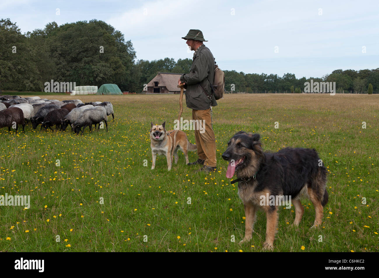 Wilsede Shepherd Sheep High Resolution Stock Photography and Images - Alamy