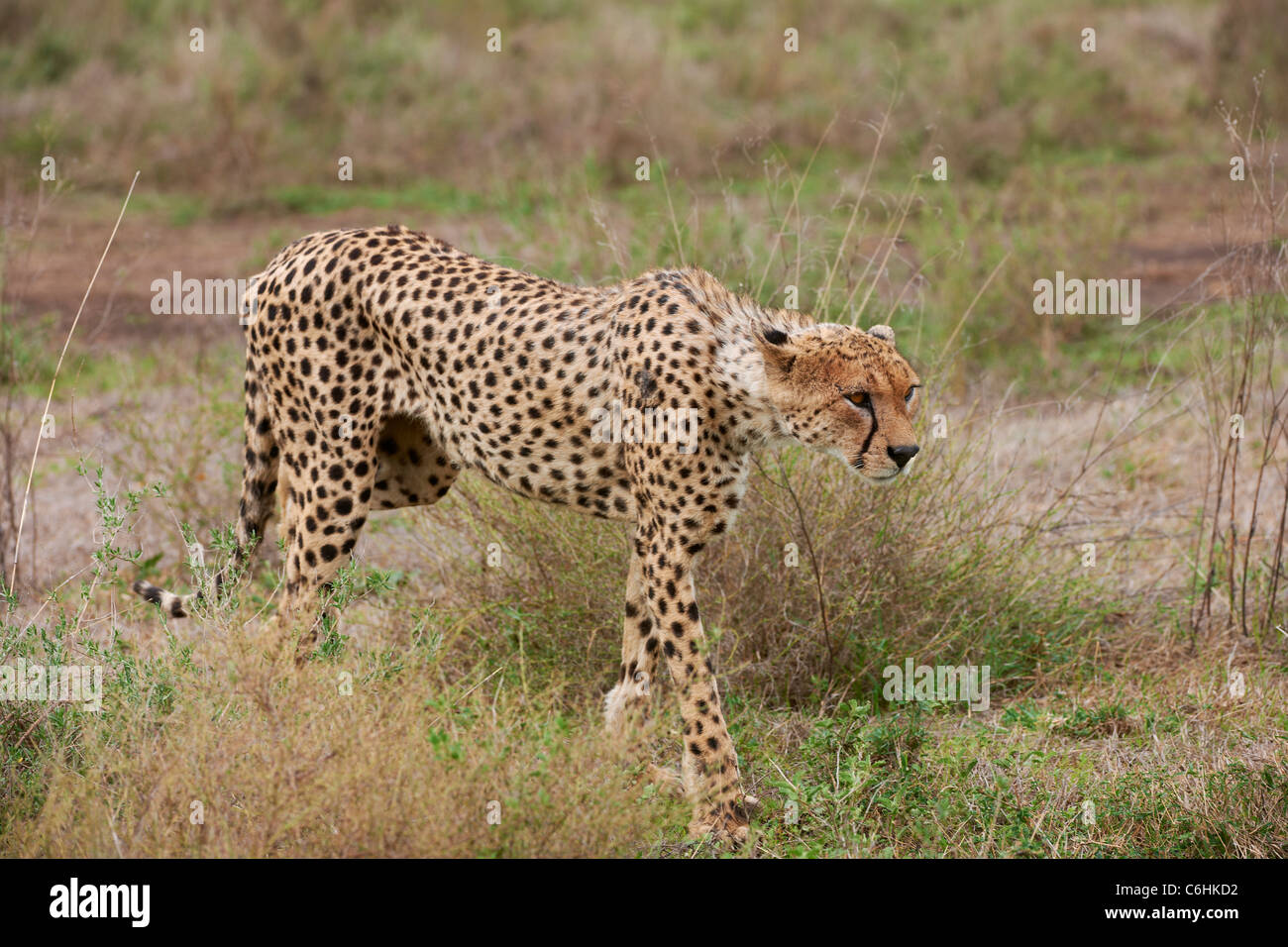 Male Cheetah High Resolution Stock Photography and Images - Alamy