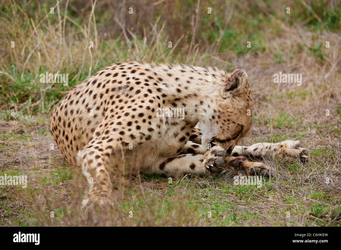 male Cheetah, Acinonyx jubatus, Serengeti, Tanzania, Africa Stock Photo ...