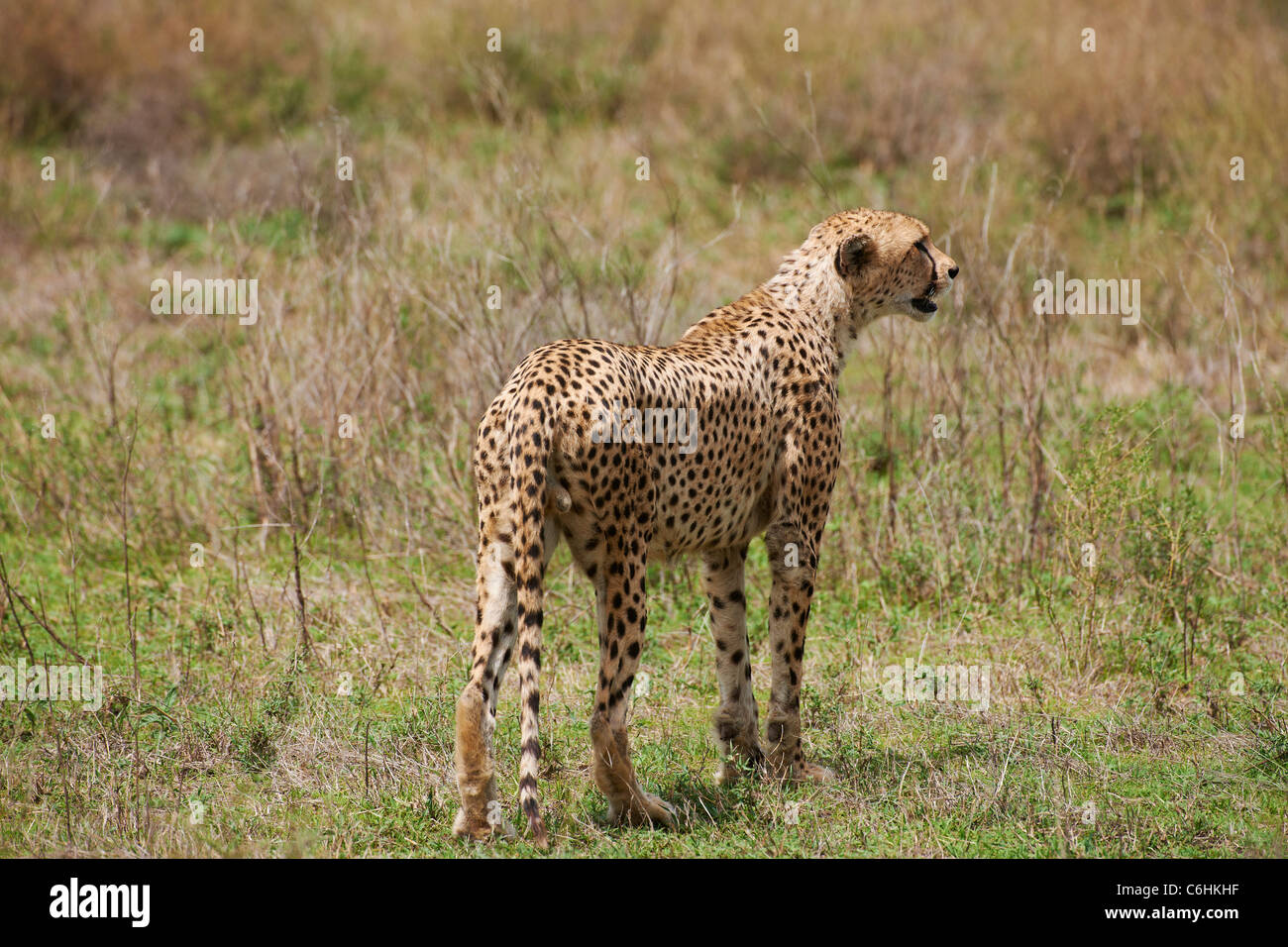 male Cheetah, Acinonyx jubatus, Serengeti, Tanzania, Africa Stock Photo ...