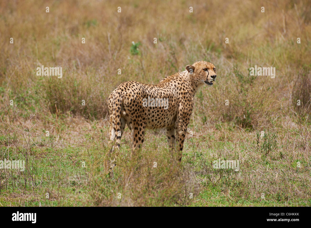 Male cheetah hi-res stock photography and images - Alamy