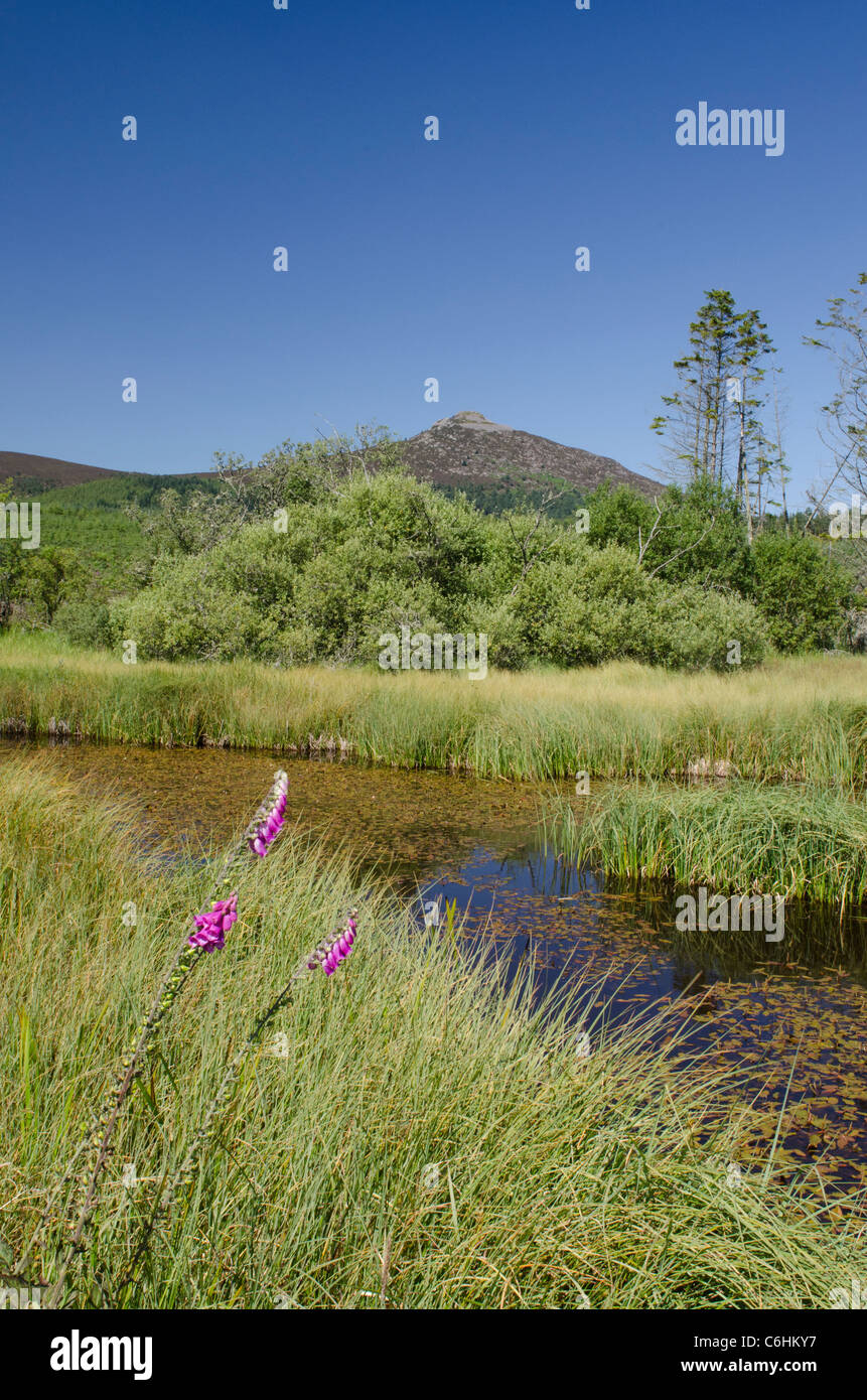 Bennachie or The Mither Tap from fishing pond Stock Photo - Alamy