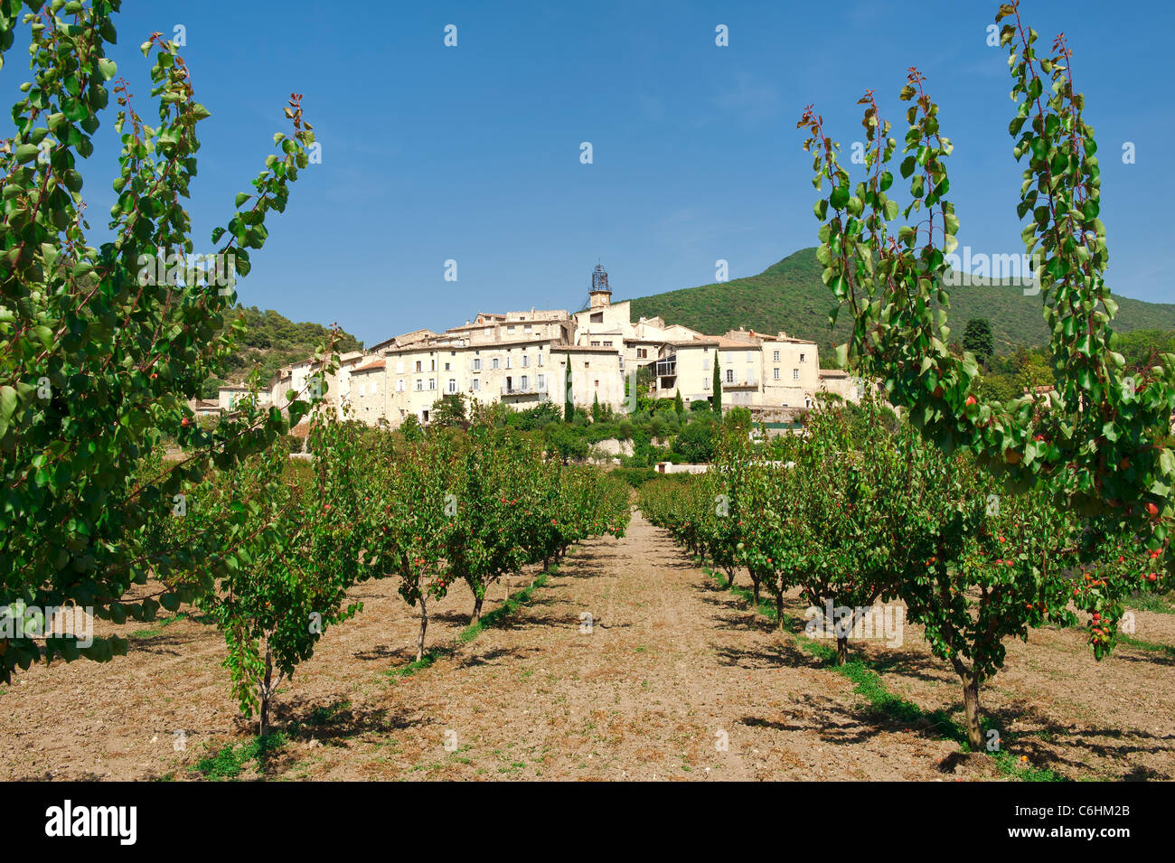 Apricot trees near Venterol, Drôme, Rhône-Alpes, France Stock Photo - Alamy