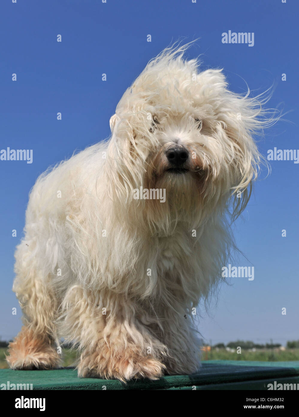beautiful purebred maltese dog on a blue sky Stock Photo - Alamy