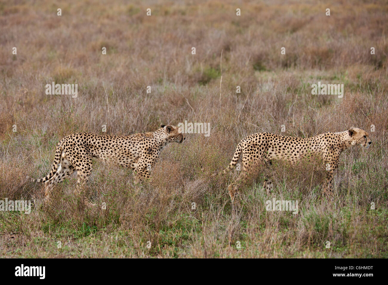 two male Cheetahs on hunt, Acinonyx jubatus, Serengeti, Tanzania ...