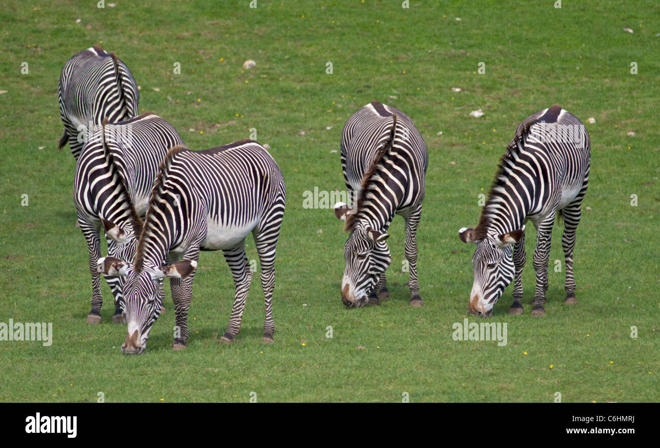 Grevys zebra group hi-res stock photography and images - Alamy