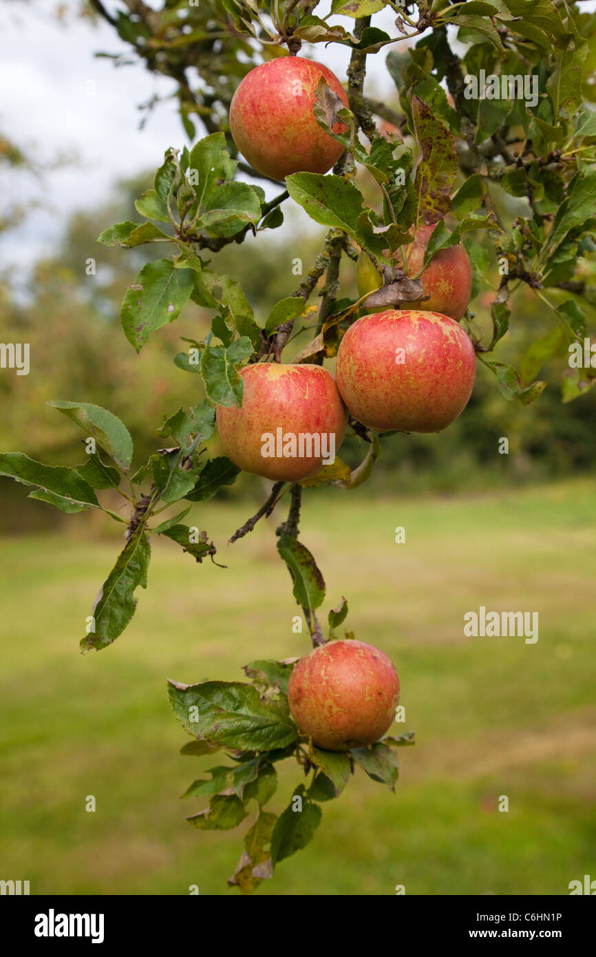 Apples hanging on a tree in an orchard, Kent, UK Stock Photo - Alamy