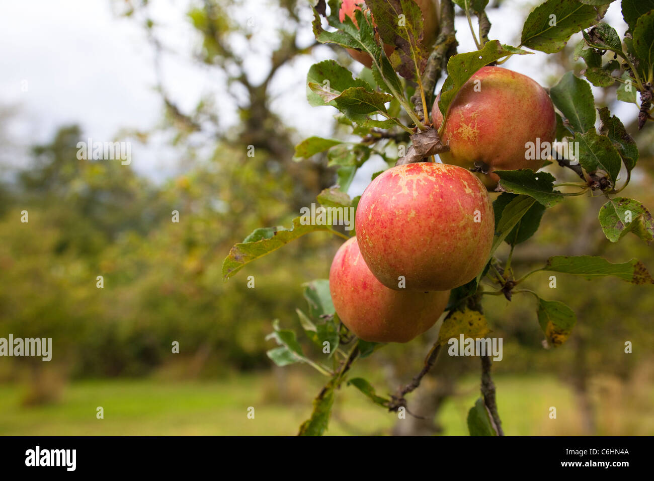 Apples hanging on a tree in an orchard, Kent, UK Stock Photo - Alamy