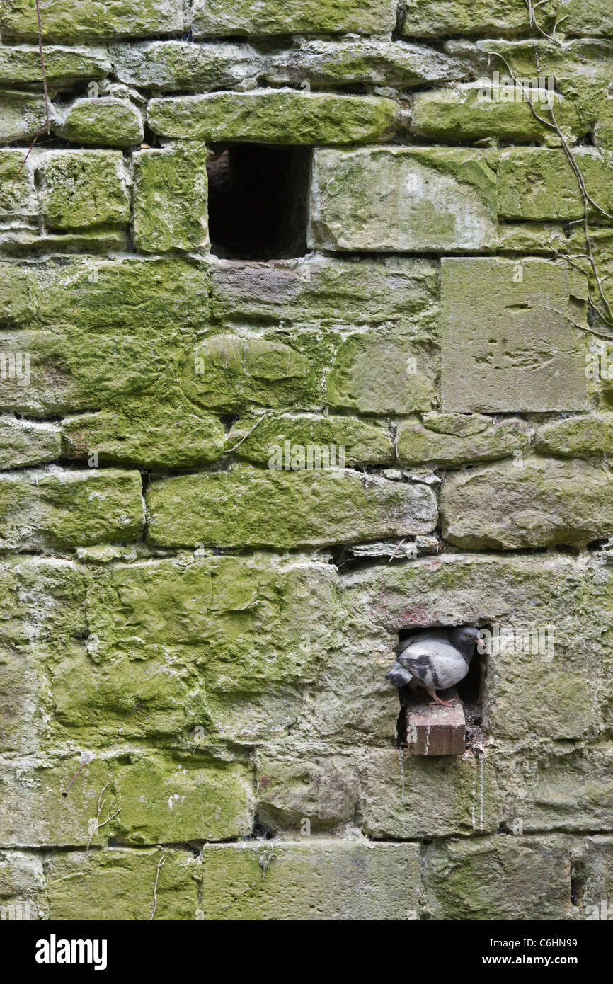 Pigeon roost hi-res stock photography and images - Alamy