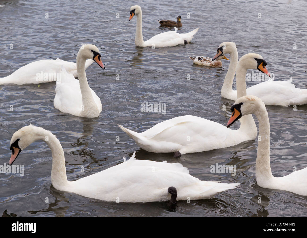 Small herd of swans close-up on water looking left and right Stock ...