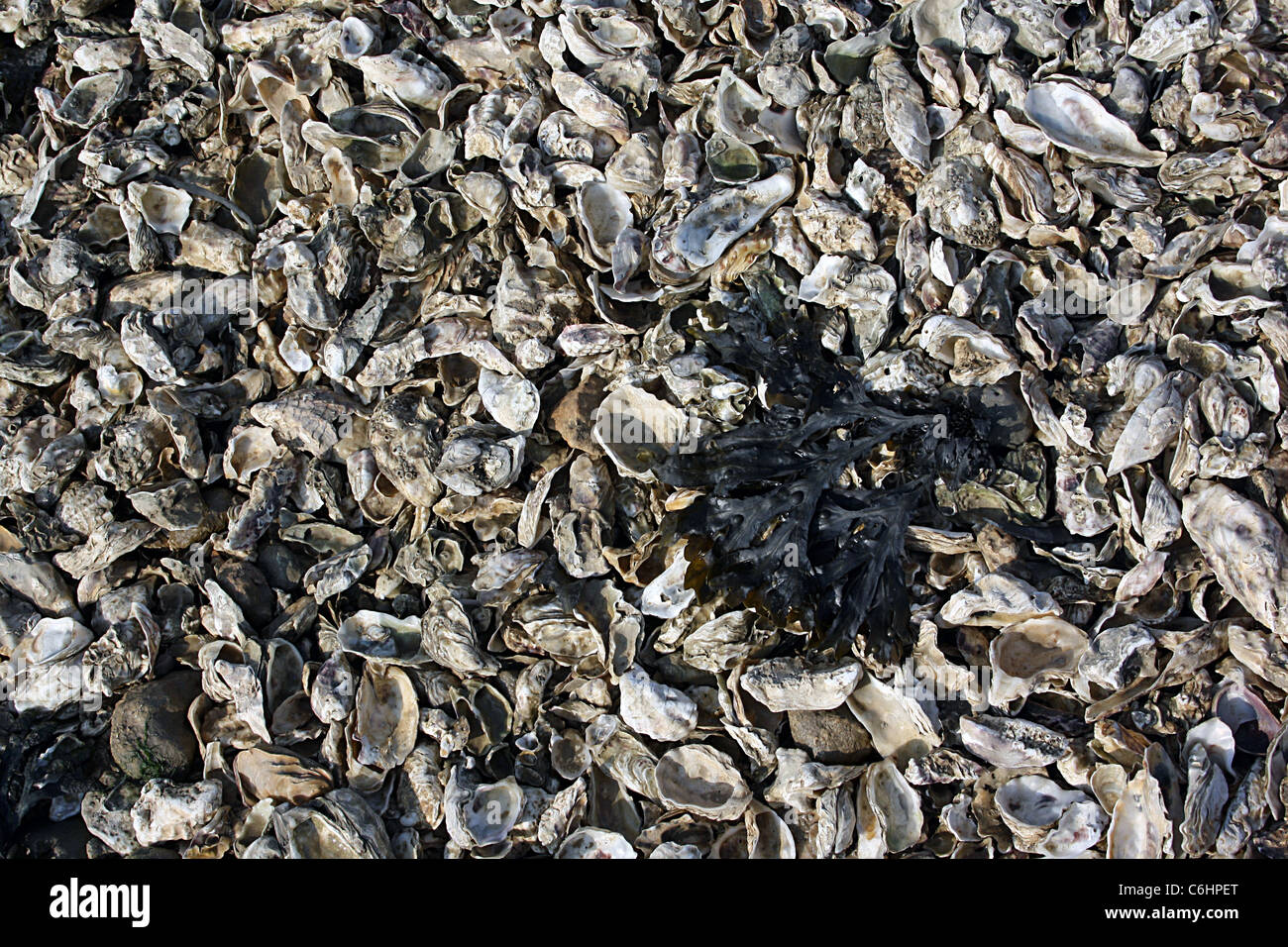 Oyster shells in oyster beds at Fouras, Charente Maritime, France Stock ...