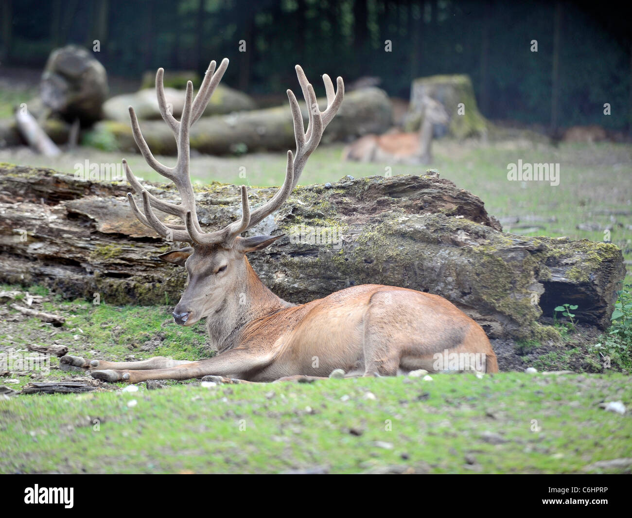 stag wildlife sitting resting Stock Photo - Alamy