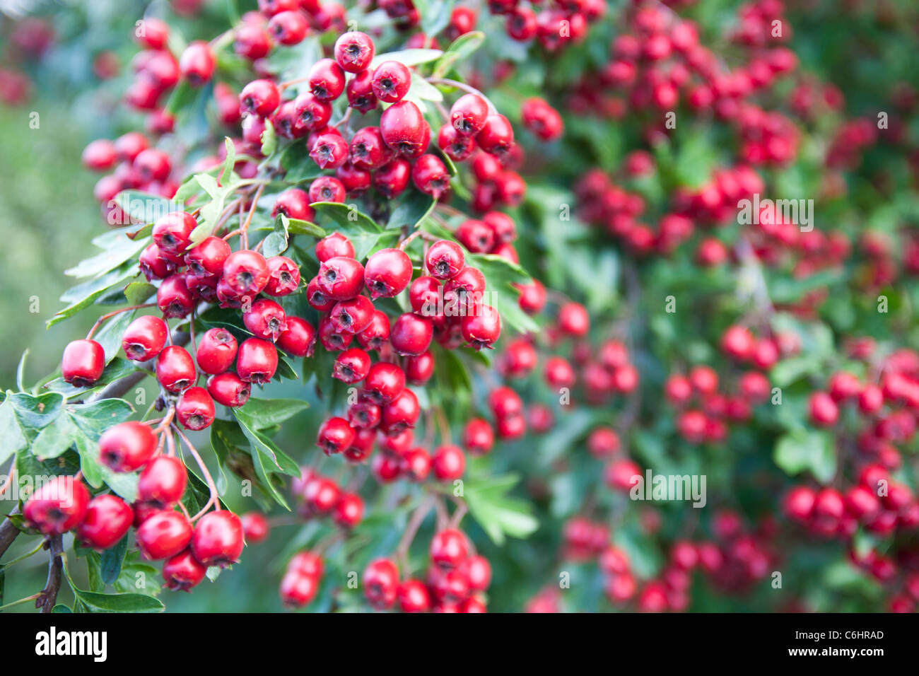 A heavy crop of Hawthorn berries on a Hawthorn tree Stock Photo - Alamy