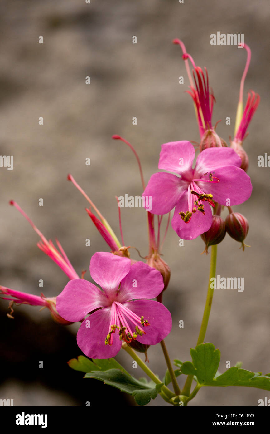 A cranesbill, Geranium macrorrhizum, in flower; Slovenia Stock Photo ...