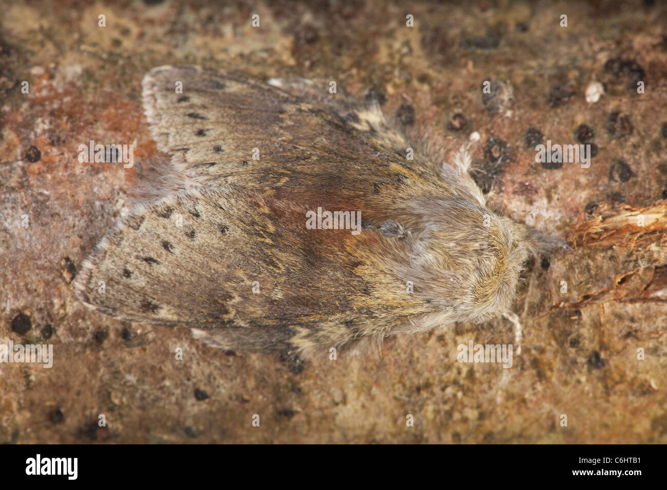 Lobster moth, Stauropus fagi at rest Stock Photo - Alamy