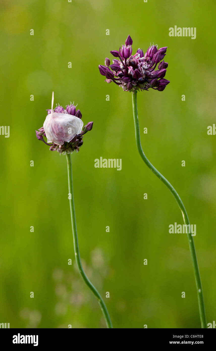 Allium scordoprasum bulb rare hi-res stock photography and images - Alamy