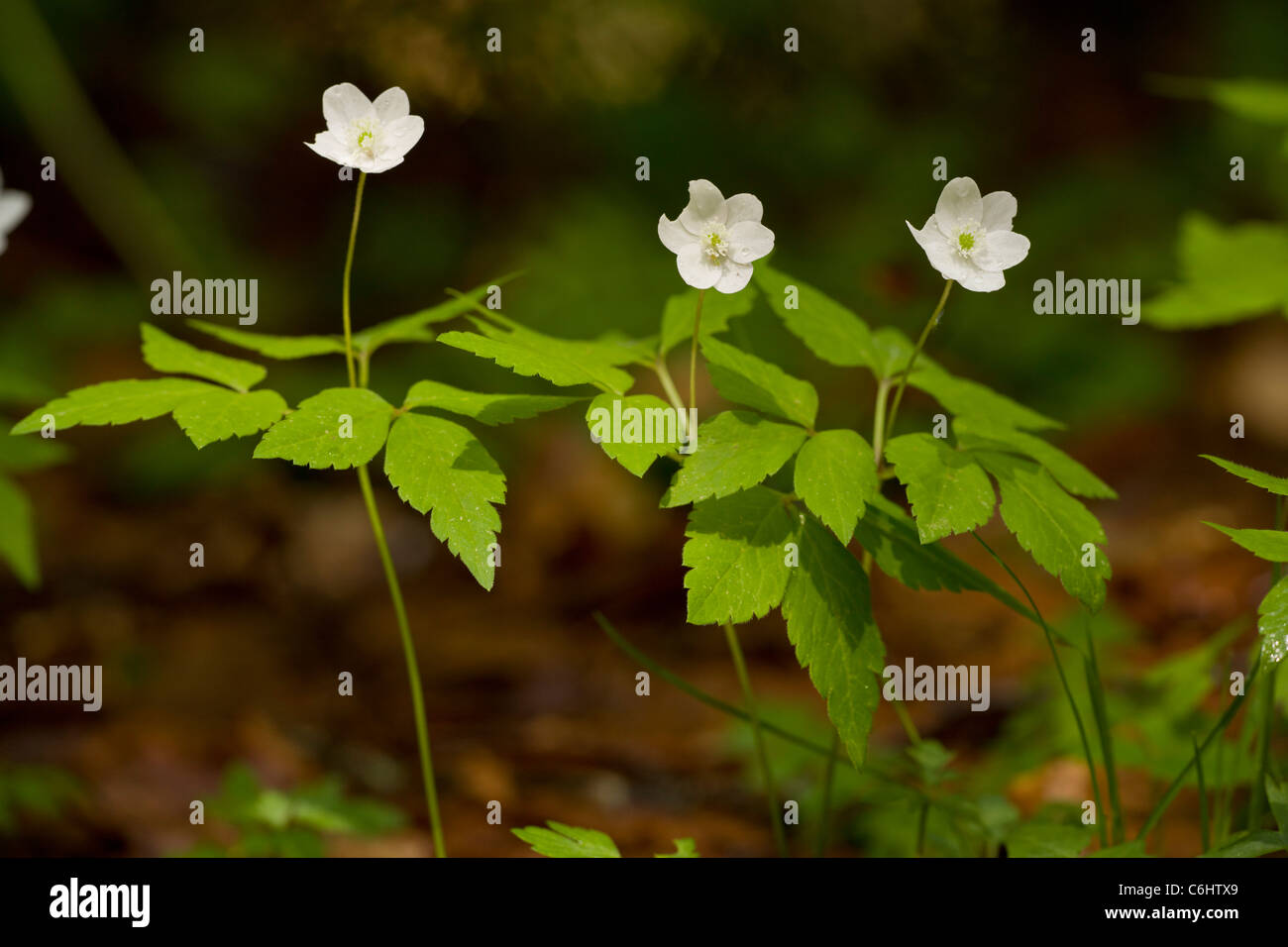 Three-leaved anemone, Anemone trifolia; alpine beechwoods, Slovenia ...