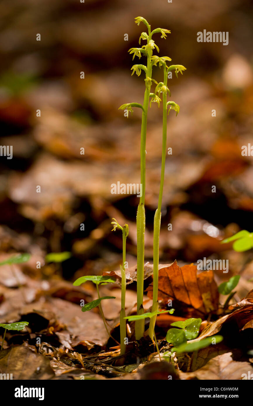 Coral-root Orchids, Corallorhiza trifida in deep shade. Slovenia Stock ...