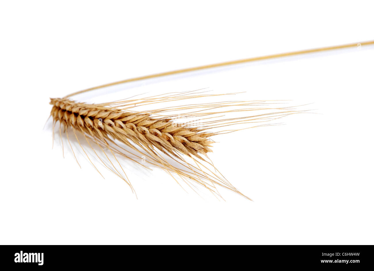wheat isolated on white background Stock Photo - Alamy