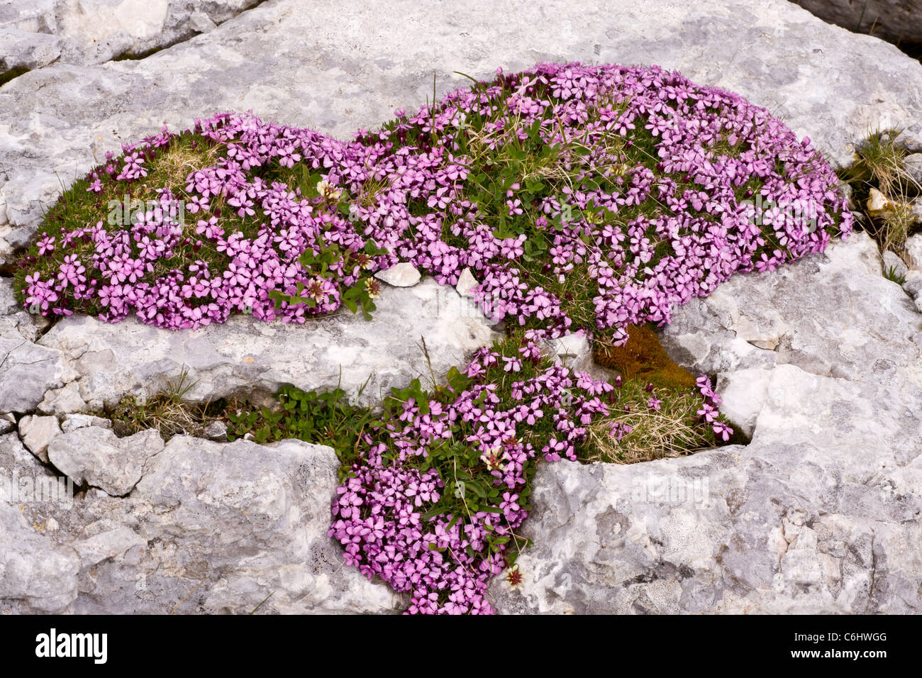 Moss Campion, Silene acaulis - high alpine cushion plant Stock Photo ...