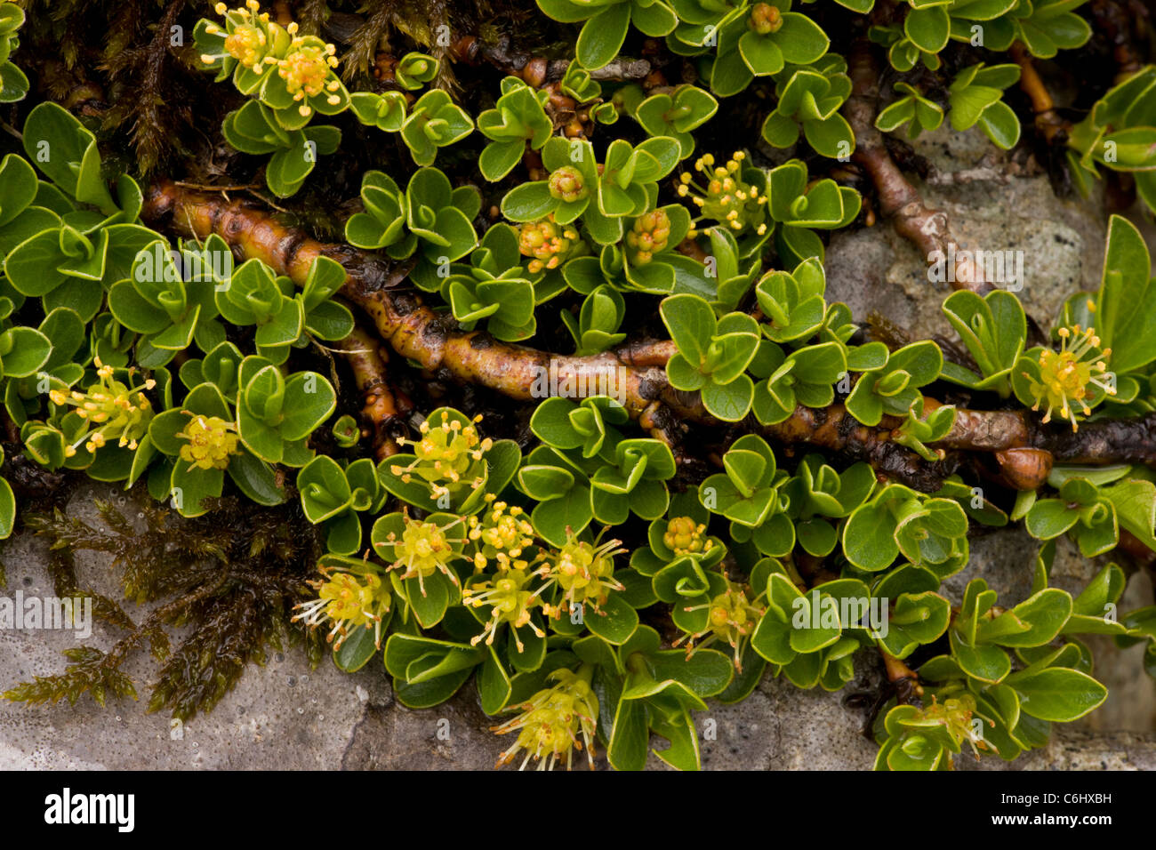 Retuse-leaved willow, Salix retusa - ancient dwarf alpine willow plant ...