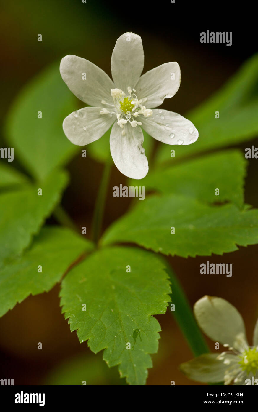 Three-leaved anemone, Anemone trifolia; alpine beechwoods, Slovenia ...