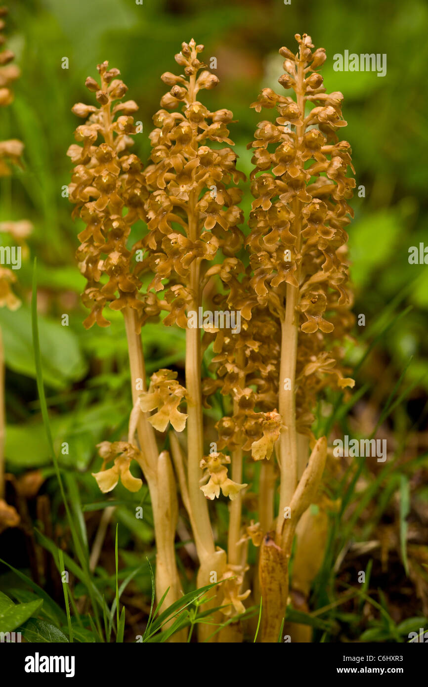 Saprophytic plant hi-res stock photography and images - Alamy
