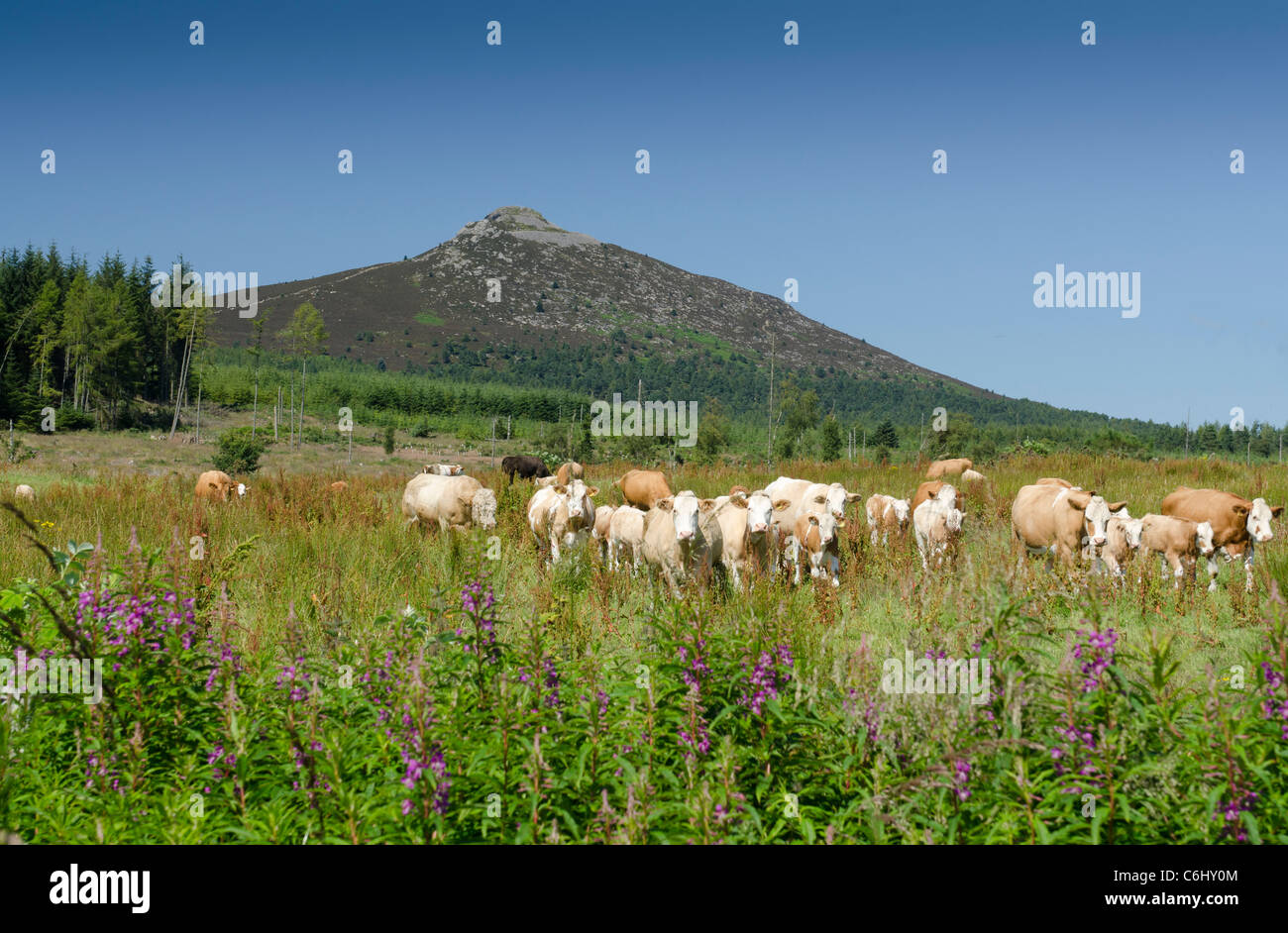 Cattle view bennachie mither tap hi-res stock photography and images ...