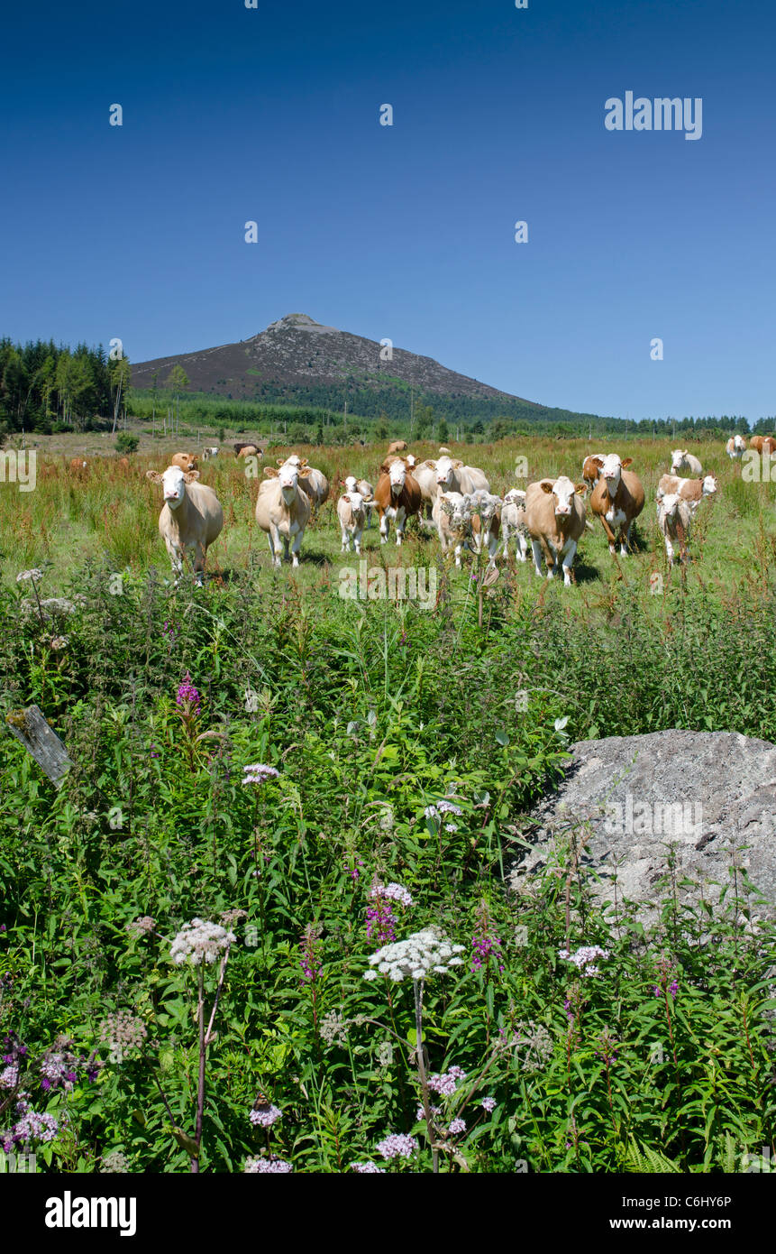Cattle view bennachie mither tap hi-res stock photography and images ...