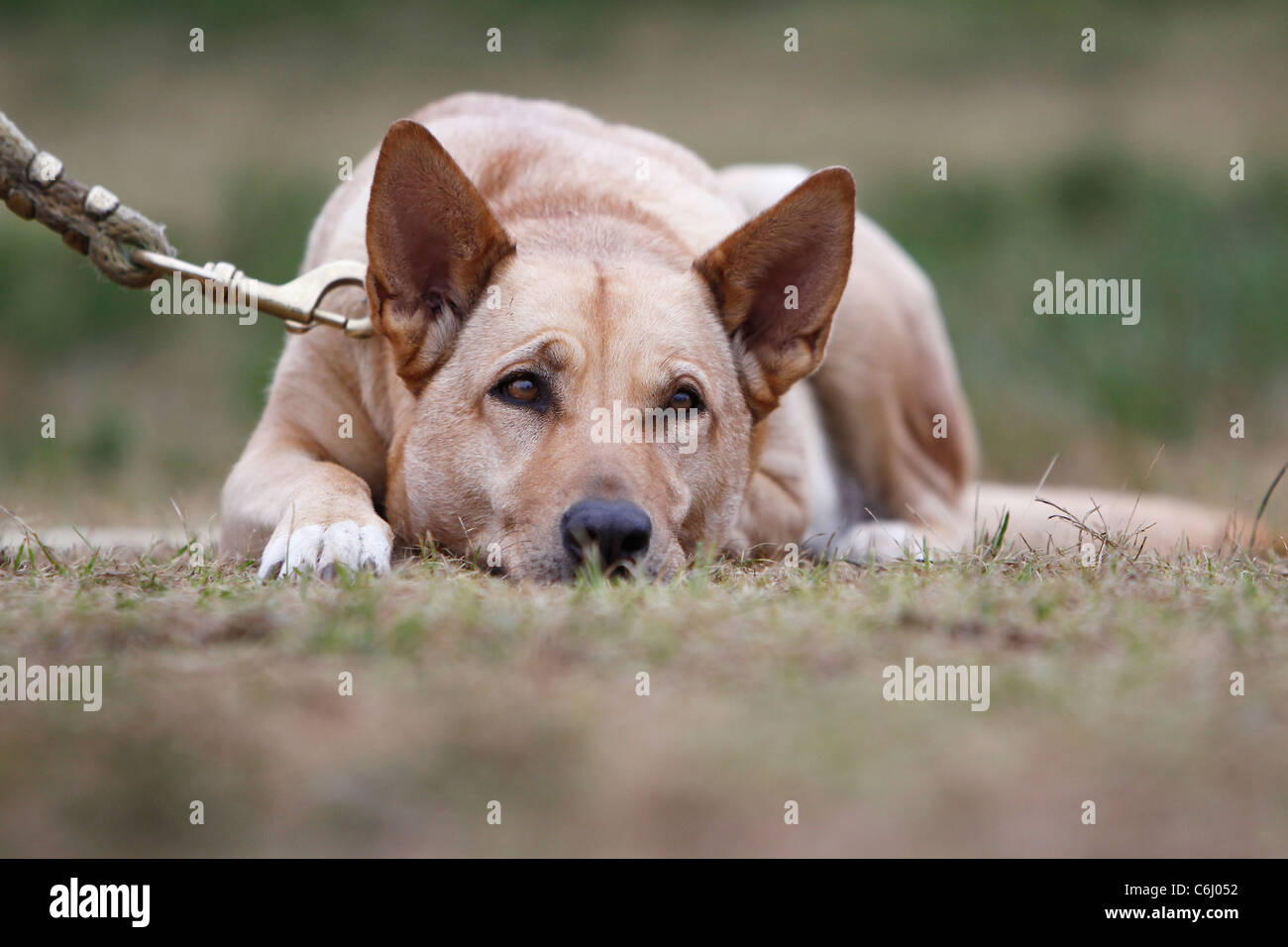 Grass alert pet dog hi-res stock photography and images - Alamy