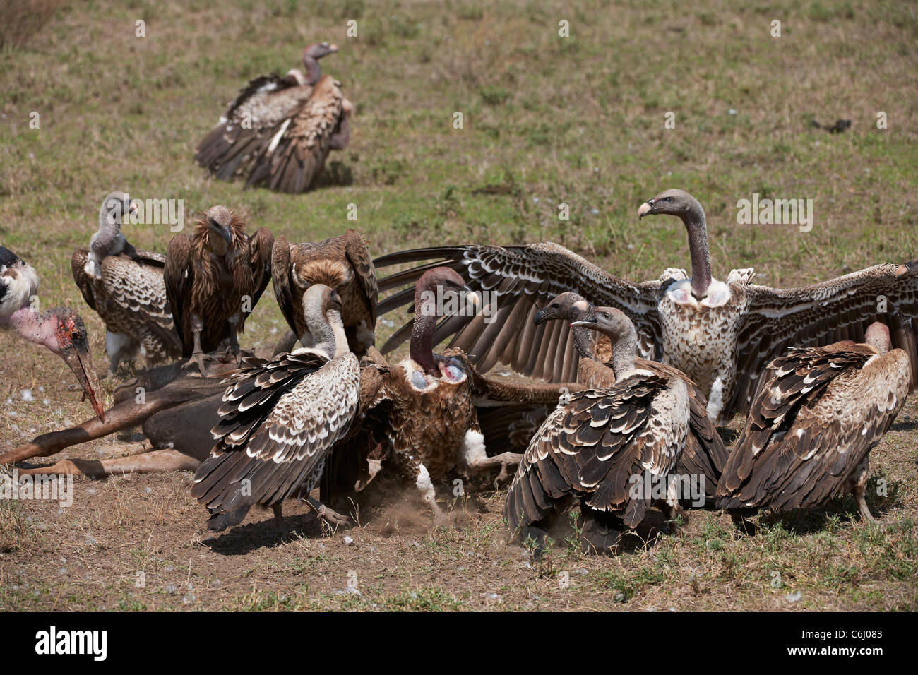 White-backed Vultures on a carcass, Gyps africanus, Serengeti, Tanzania ...