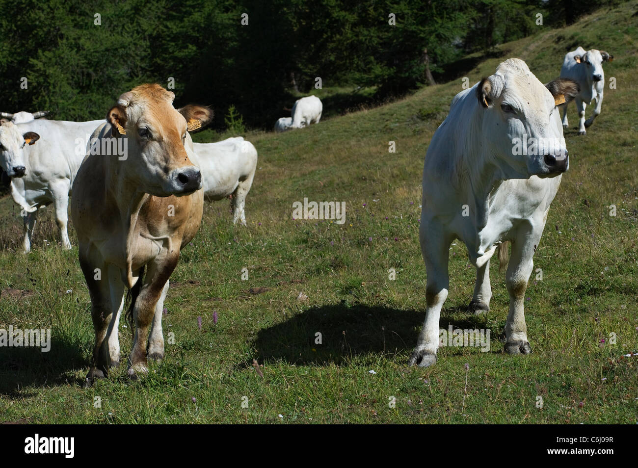 Cows rest on alpine hi-res stock photography and images - Alamy