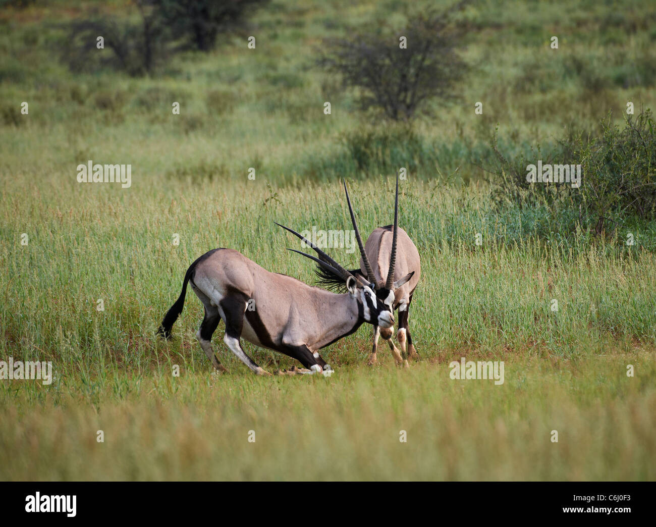 Oryx gemsbok fighting oryx hi-res stock photography and images - Alamy