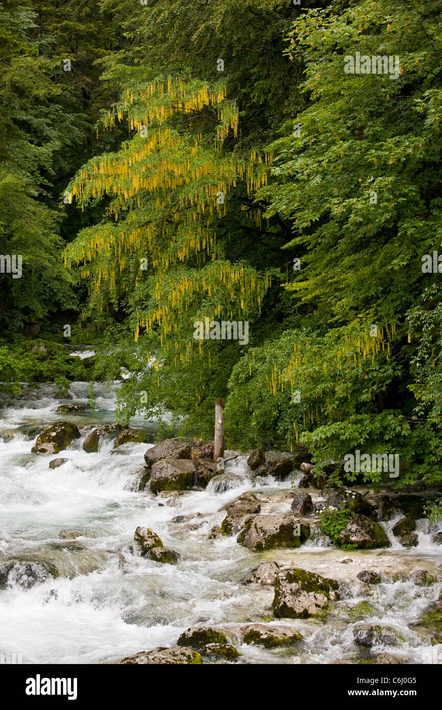 Laburnum laburnum alpinum hi-res stock photography and images - Alamy