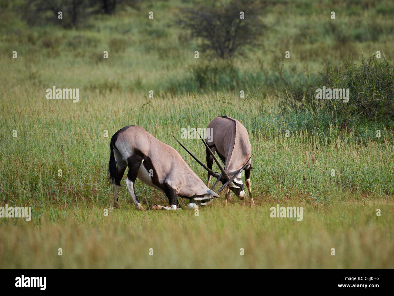 Fighting gemsbok hi-res stock photography and images - Alamy