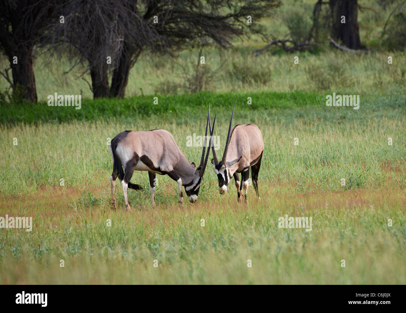 Gemsbok fighting hi-res stock photography and images - Alamy