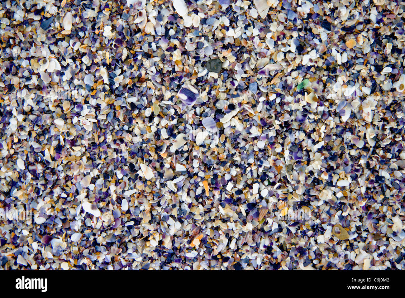 Shell texture hi-res stock photography and images - Alamy