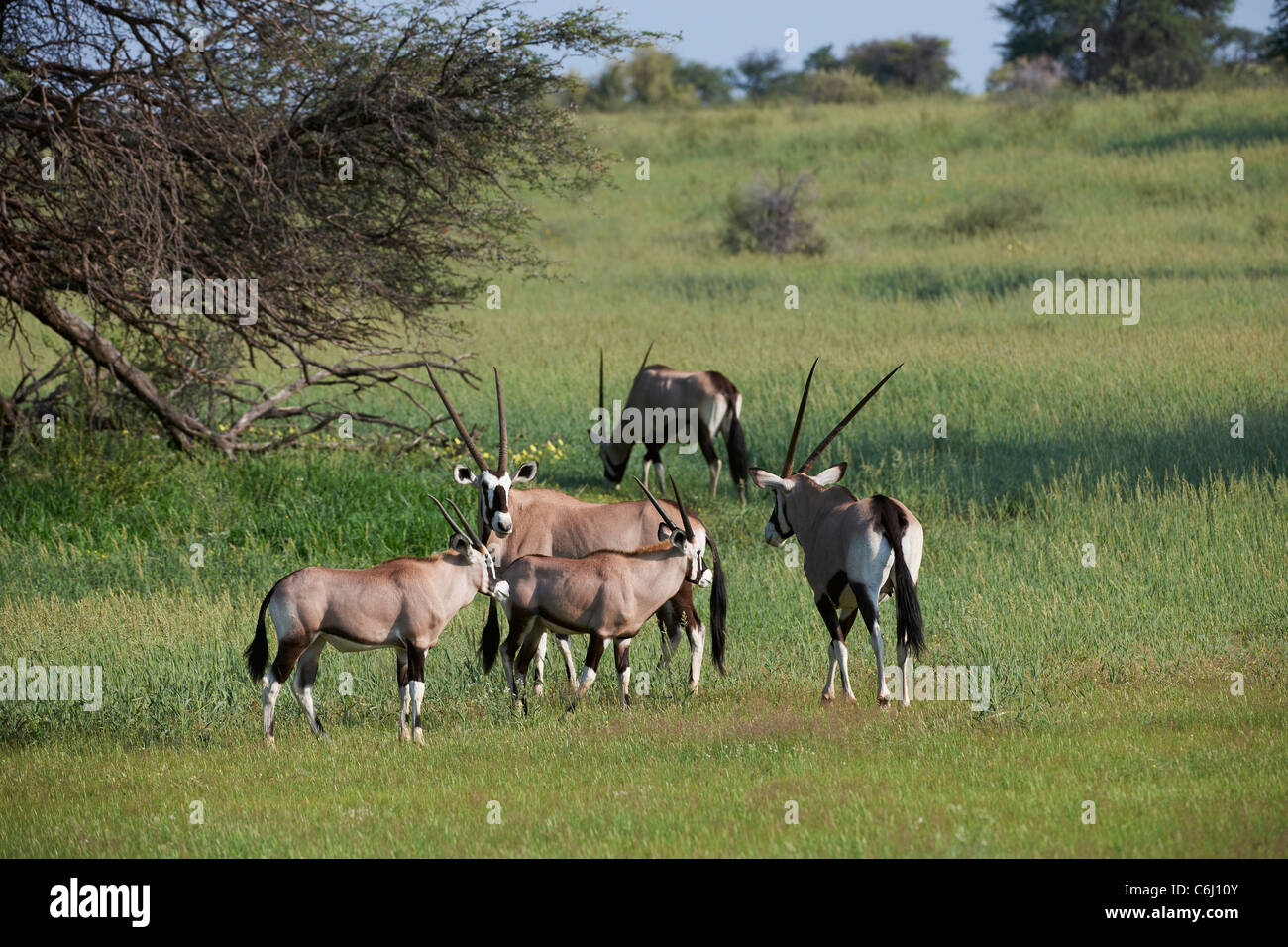 Kalahari gemsbock park hi-res stock photography and images - Alamy