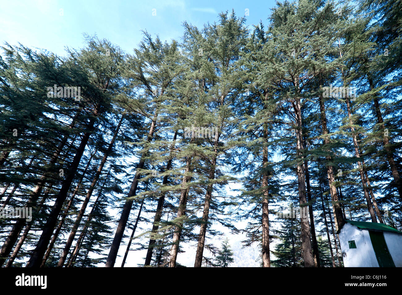 India pine tree hi-res stock photography and images - Alamy
