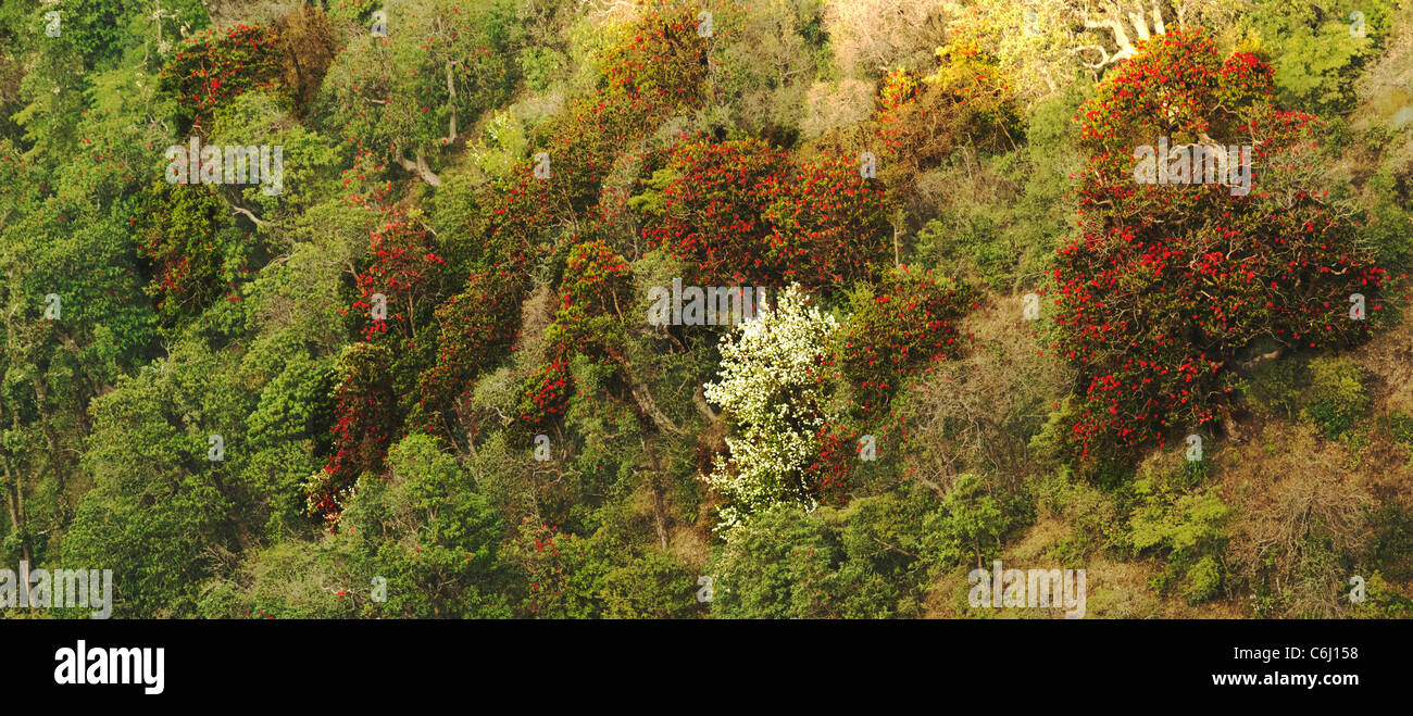 Trees in bloom [WP] [PH] red Rhododendron in Spring Stock Photo - Alamy