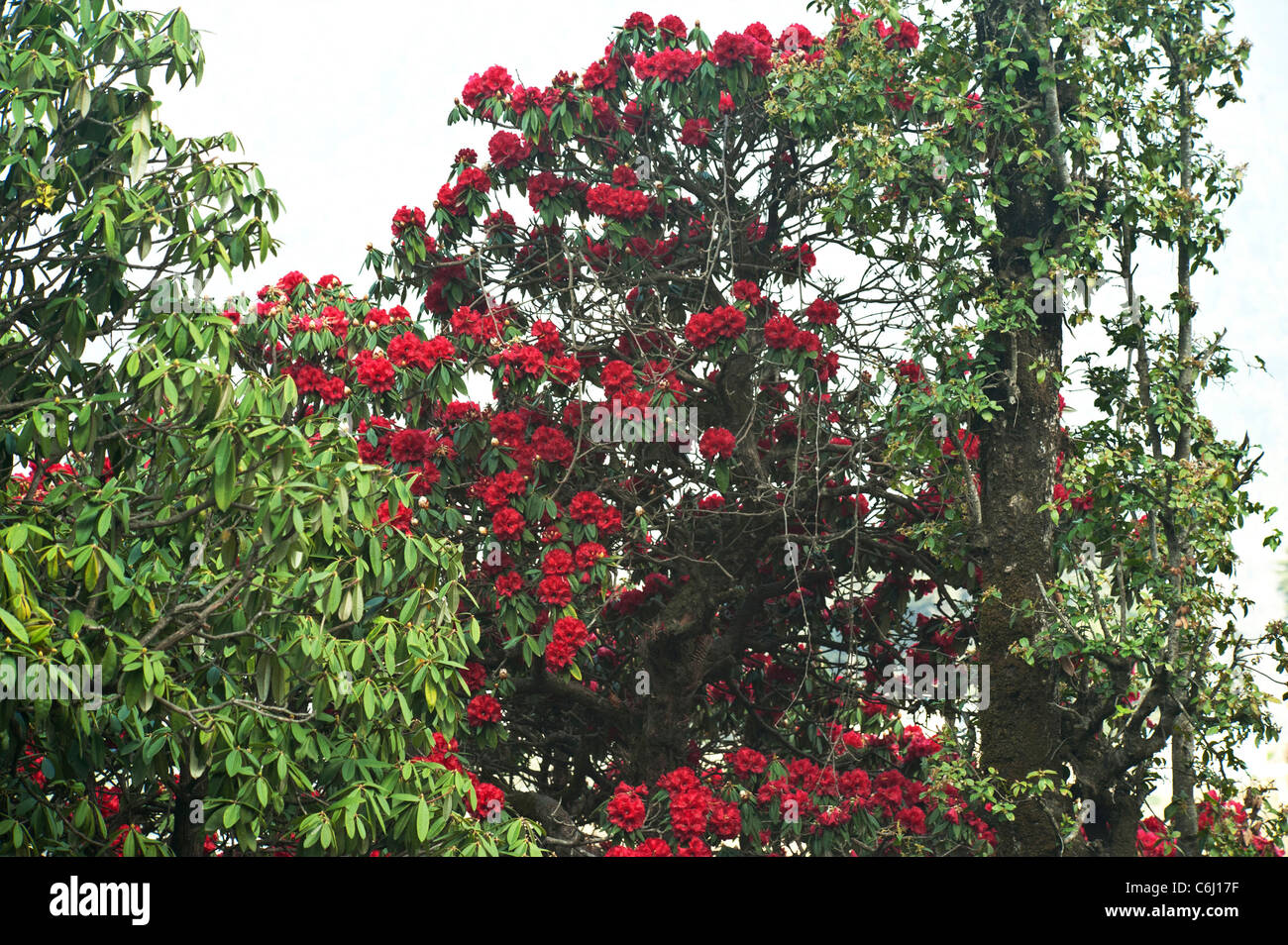 mark tree [MR] Red Rhododendrons ending winter Stock Photo - Alamy