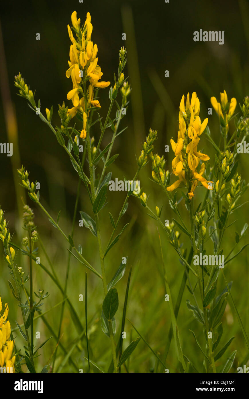 Dyer's Greenweed, Genista tinctoria in flower Stock Photo - Alamy