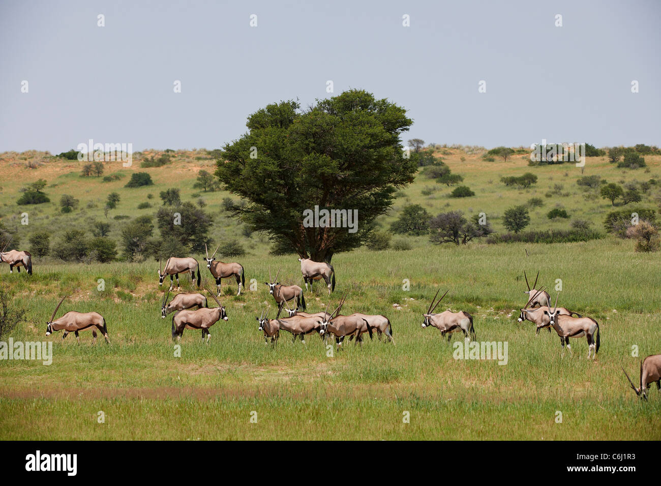 Kalahari gemsbock nationalpark hi-res stock photography and images - Alamy