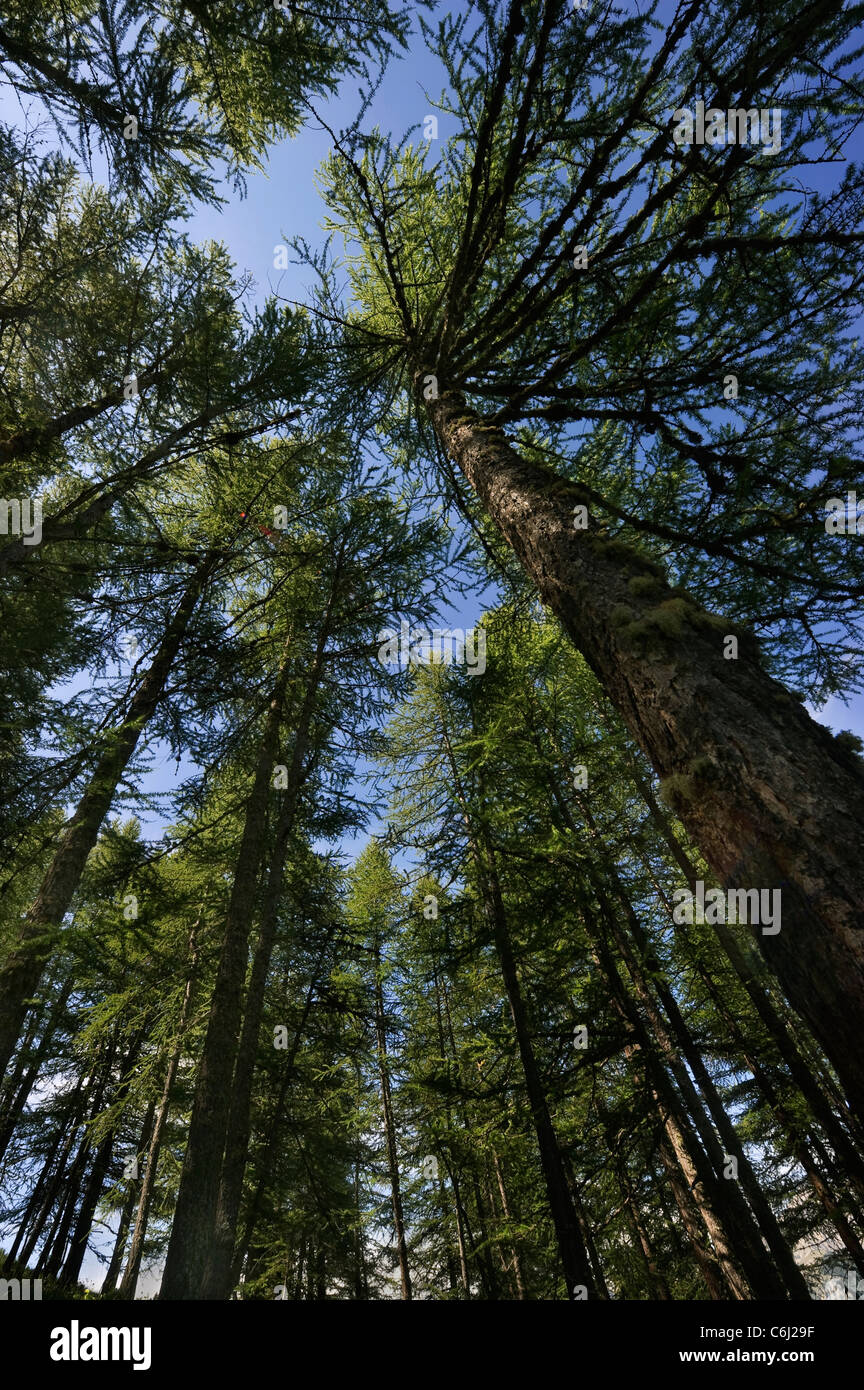 larches in summer Stock Photo - Alamy
