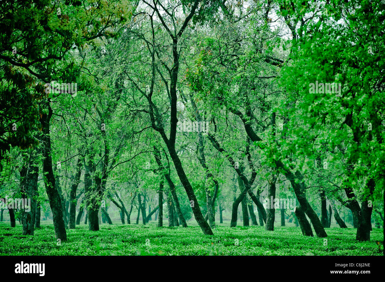 Shading fresh tea leaves hi-res stock photography and images - Alamy