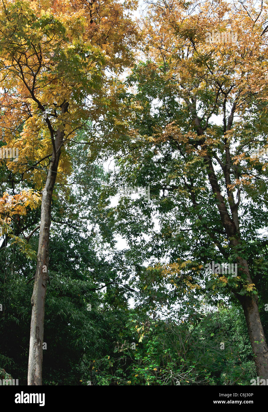 Jarul flower hi-res stock photography and images - Alamy