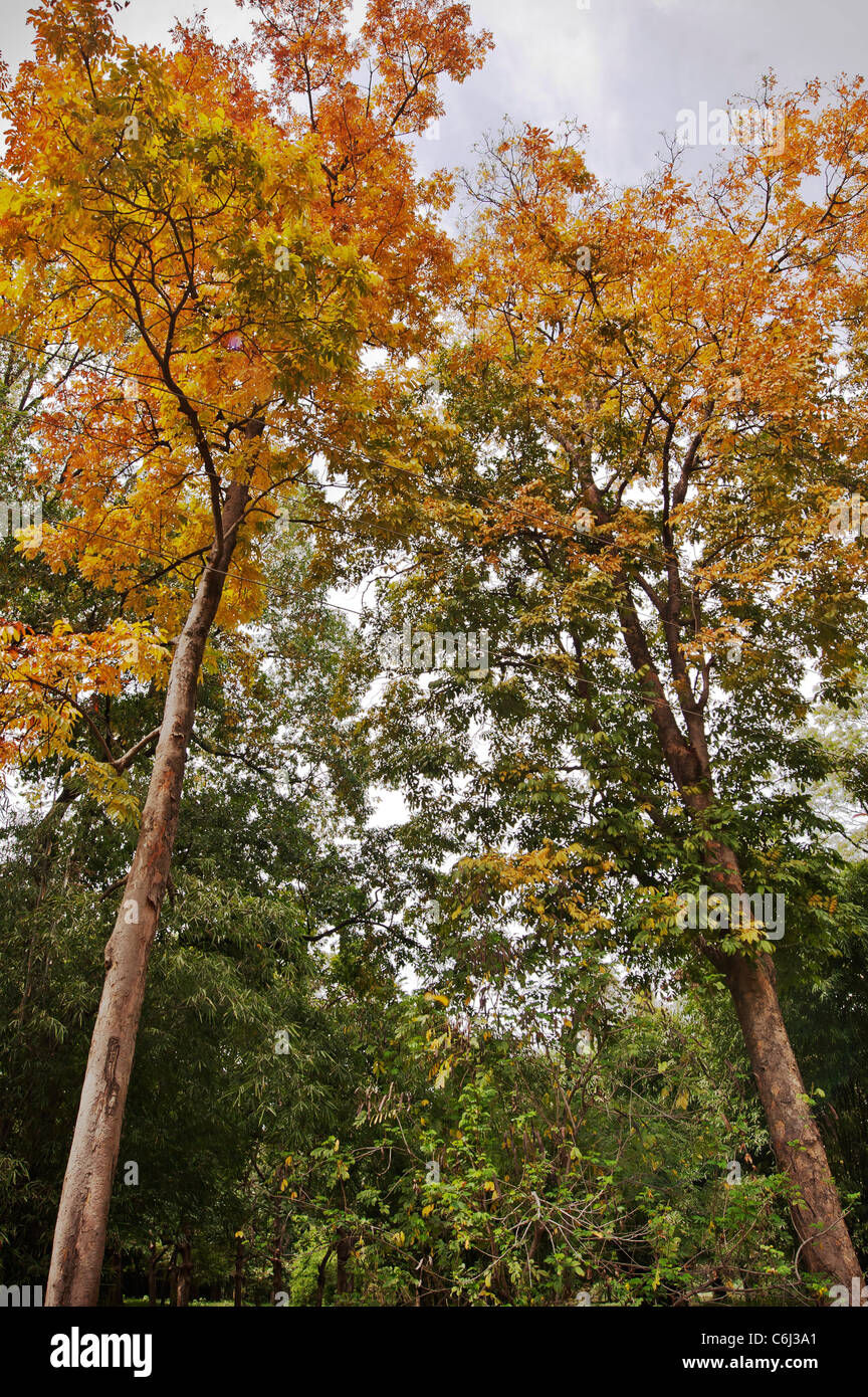 Jarul tree hi-res stock photography and images - Alamy