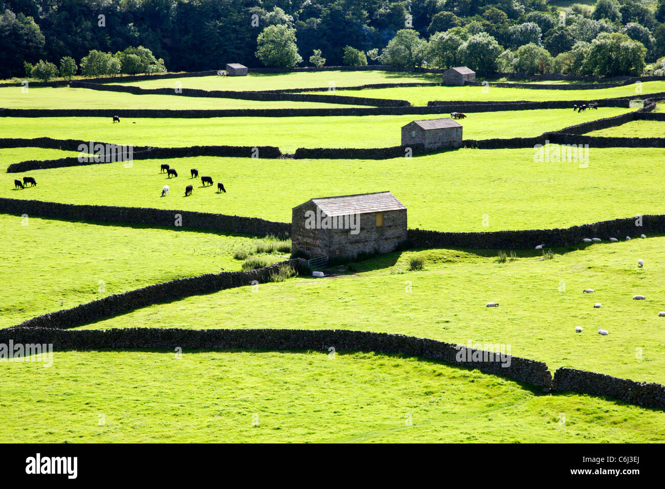 Field Barns at Gunnerside Swaledale Yorkshire Dales England Stock Photo ...